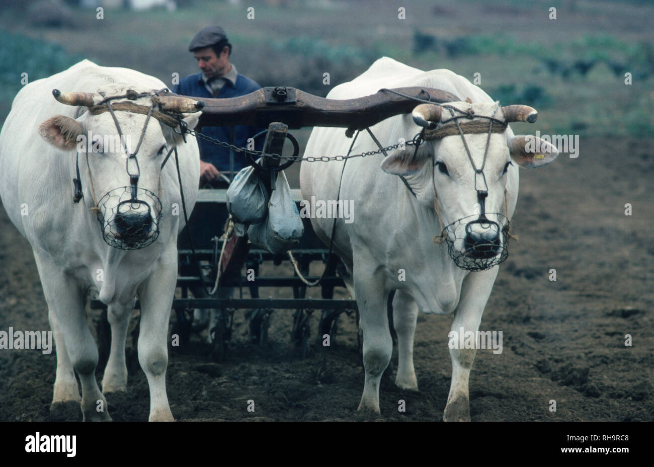 Chianina italy hi-res stock photography and images - Alamy