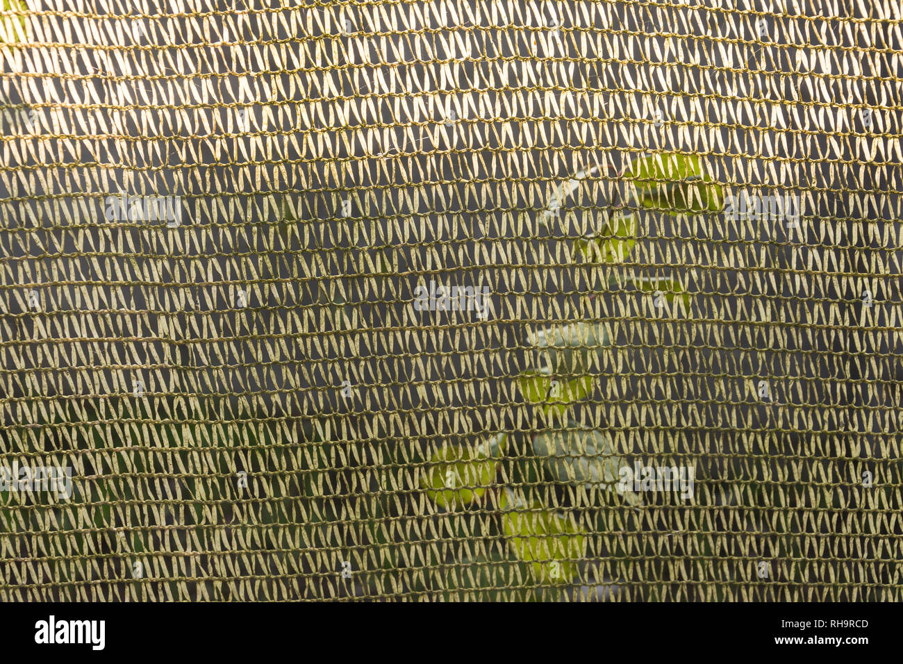 Weathered woven fence texture, abstract pattern background in front of ...