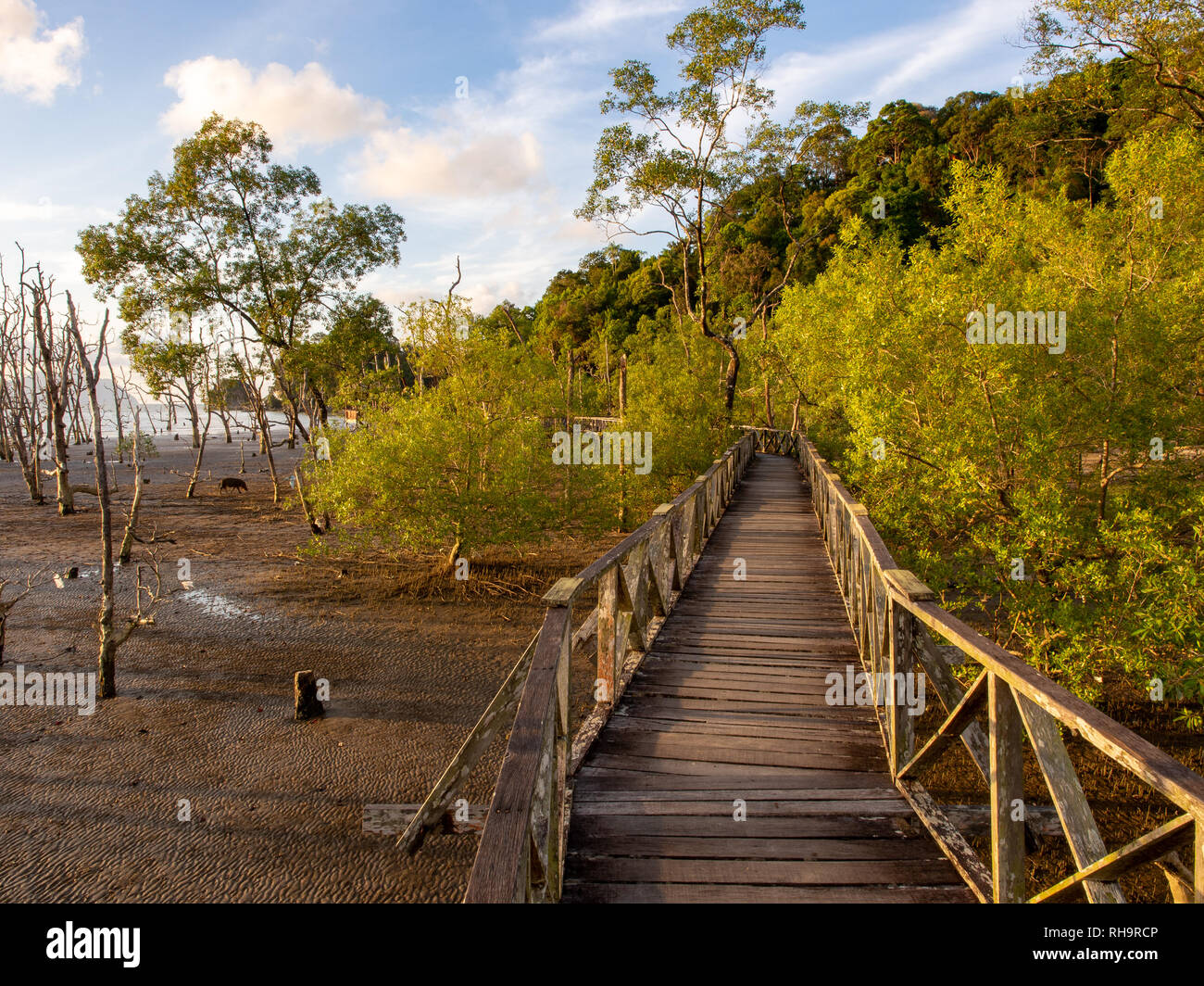 Mangrove boardwalk hi-res stock photography and images - Alamy