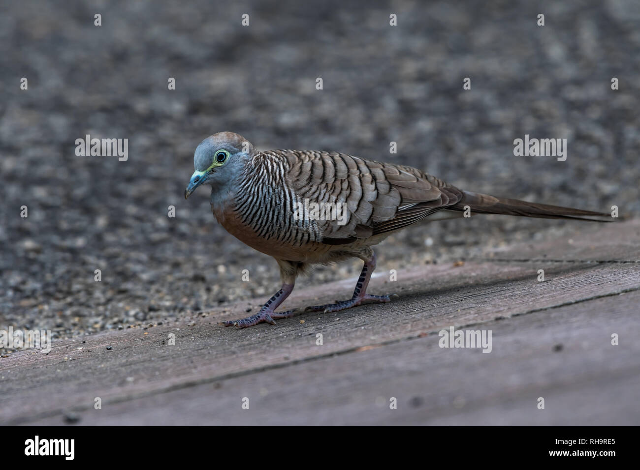 Zebra Dove [Geopelia striata] Stock Photo - Alamy