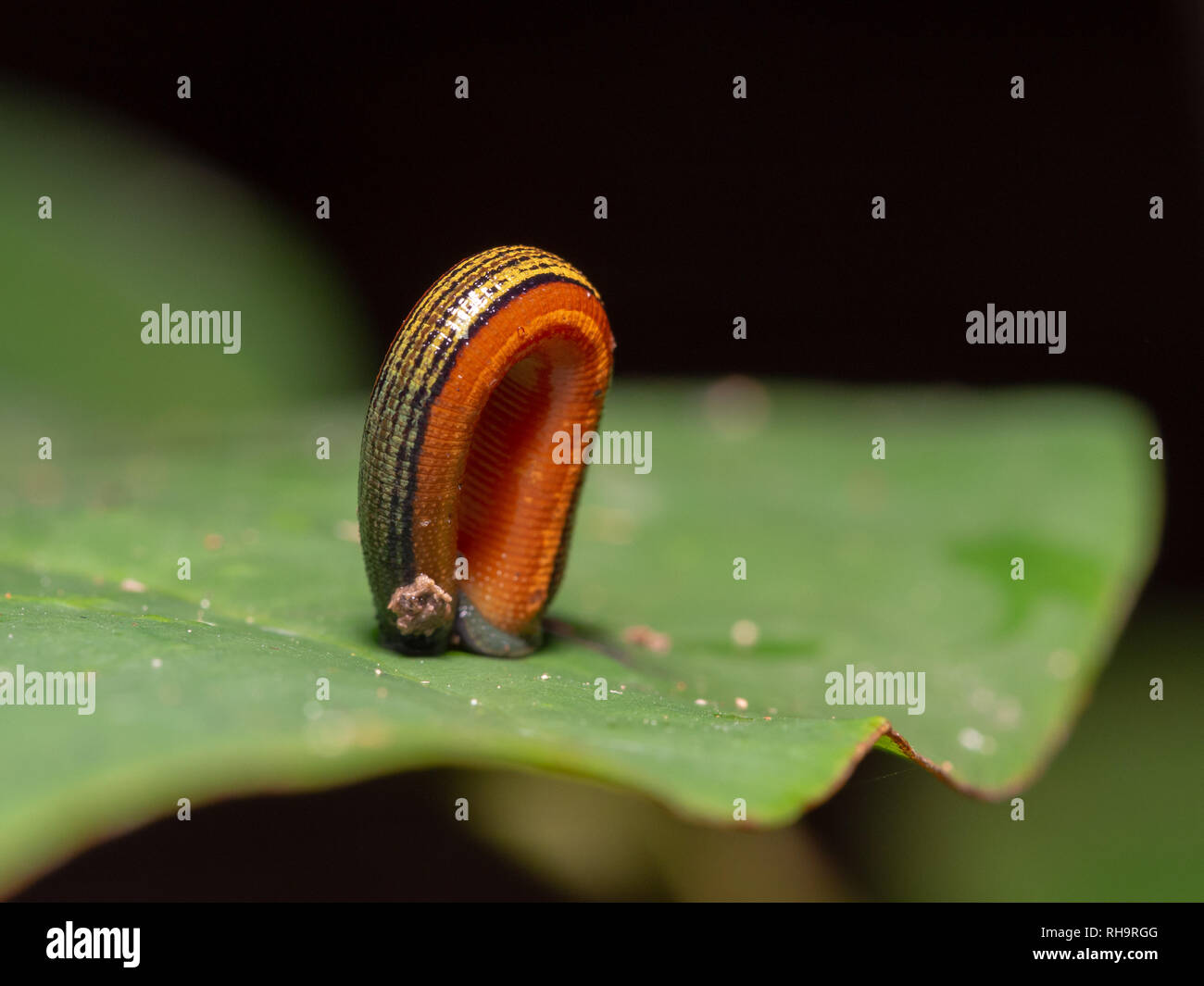 Tiger leech (Haemadipsa Picta) lurking on a leaf in bornean jungle in ...