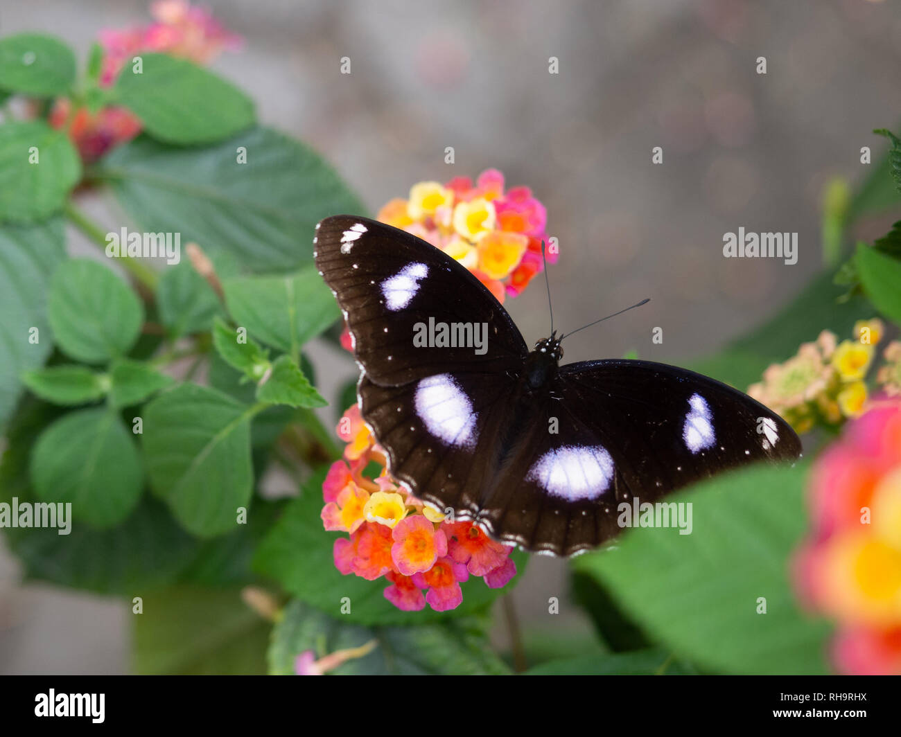 Danaid eggfly (Hypolimnas misippus) on Penang Hill, Malaysia Stock ...