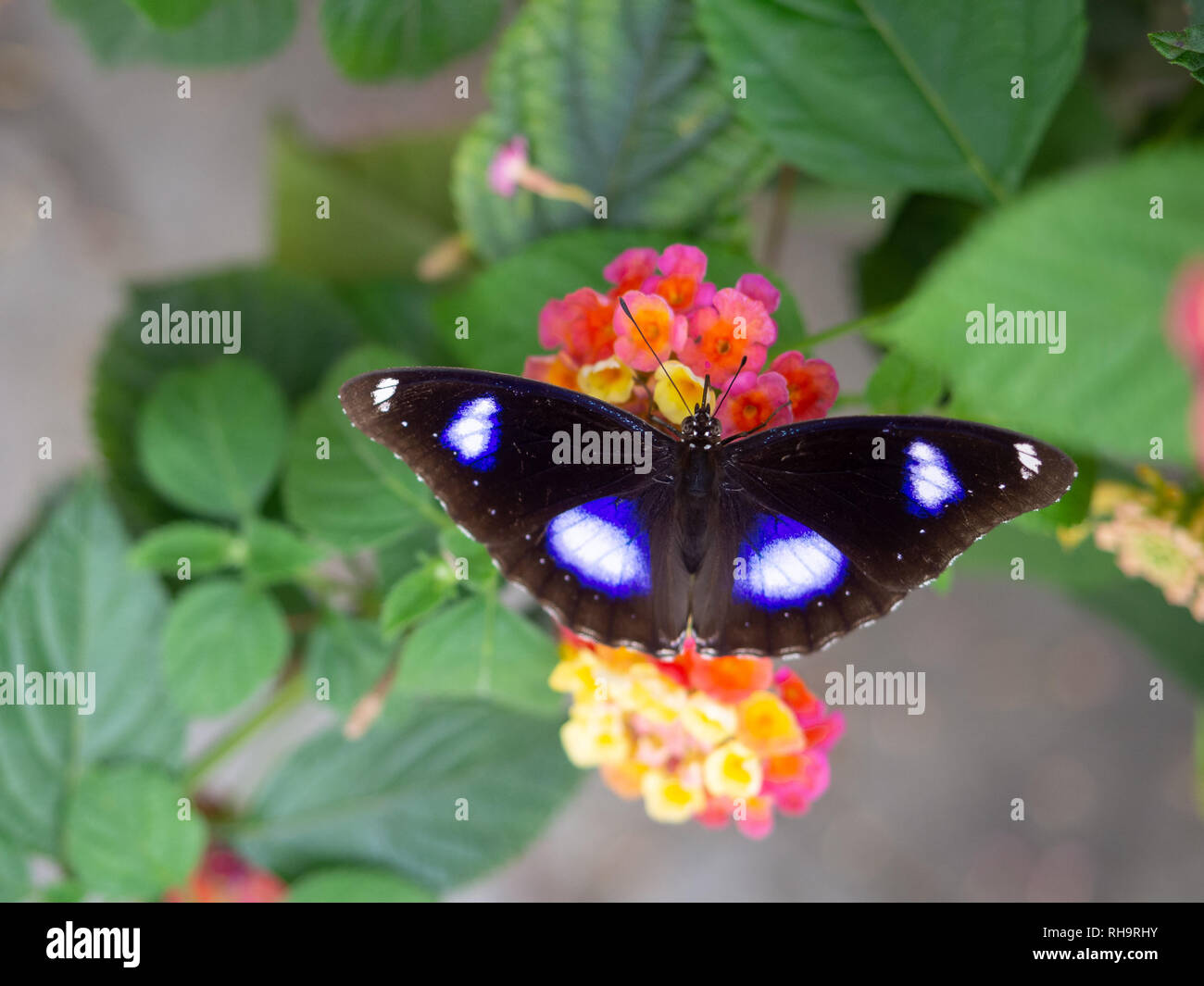 Danaid eggfly (Hypolimnas misippus) on Penang Hill, Malaysia Stock ...