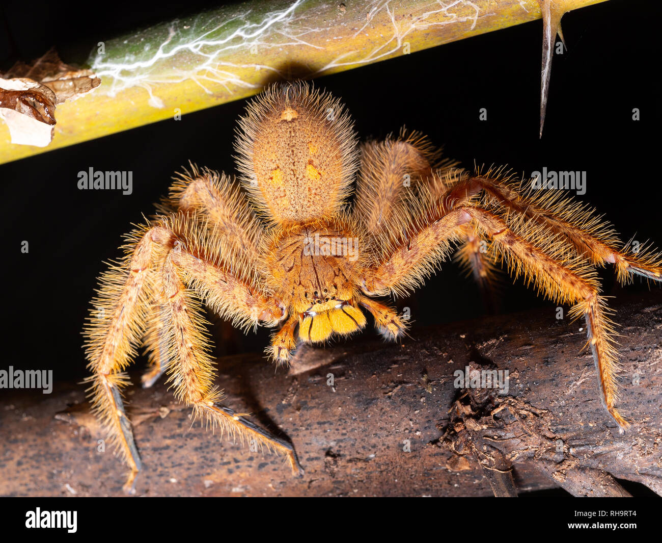 Huntsman spider (Heteropoda davidbowie) in Taman Negara national park ...