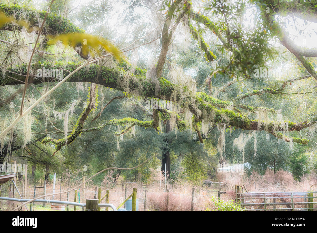 Old dead Live Oak tree with moss and Resurrection fern covered branches ...