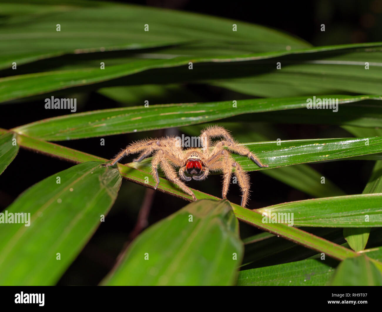 Furry Hunstman (Thelcticopis orichalcea), Bako National Park, Borneo ...