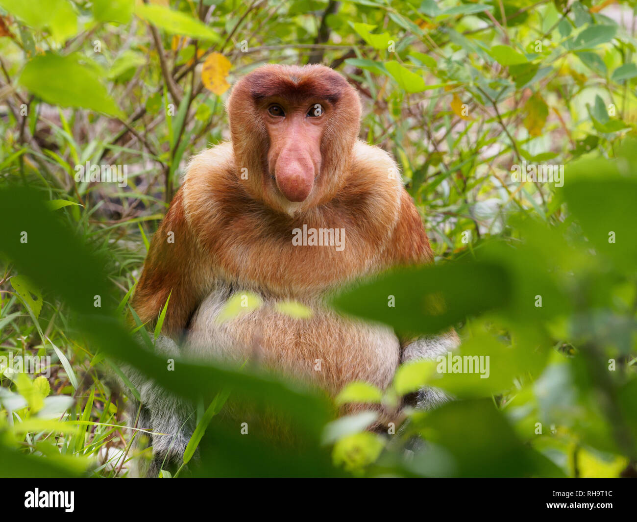 Proboscis monkey (Nasalis larvatus), Bako National Park, Sarawak ...