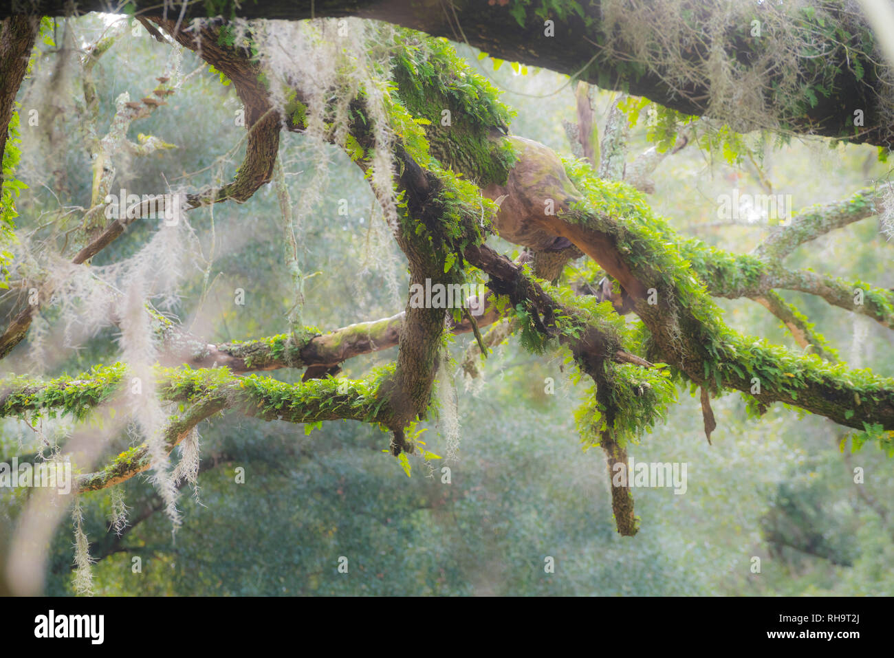 Old dead Live Oak tree with moss and Resurrection fern covered branches ...