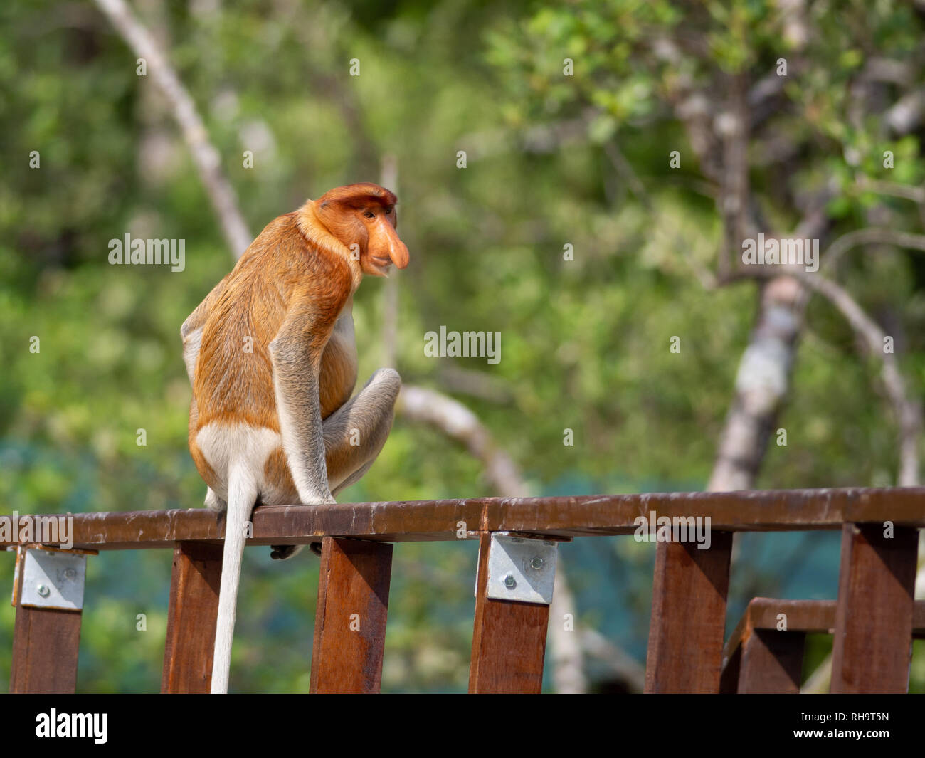 Proboscis monkey (Nasalis larvatus), Bako National Park, Sarawak ...