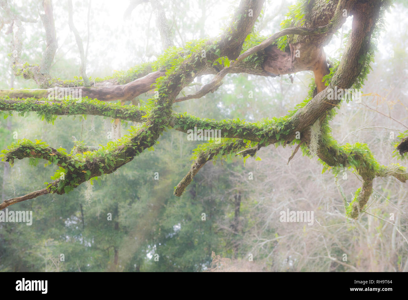 Old dead Live Oak tree with moss and Resurrection fern covered branches ...
