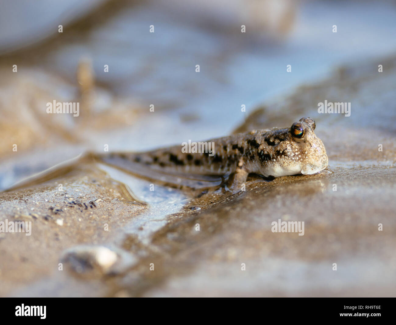 Mudskipper amphibious fish hi-res stock photography and images - Alamy