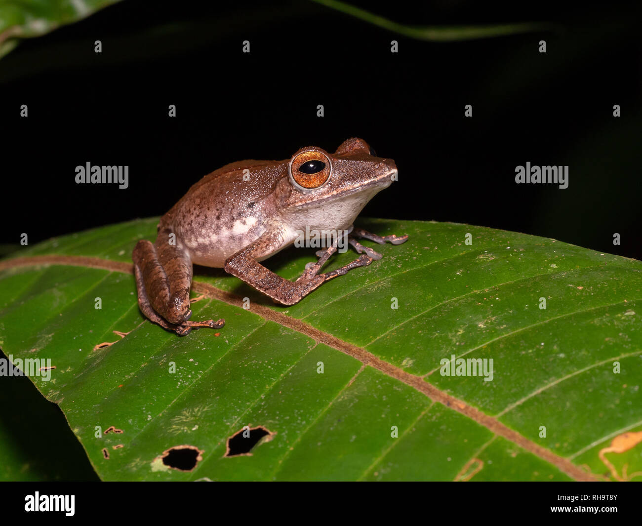 Colletts tree frog hi-res stock photography and images - Alamy