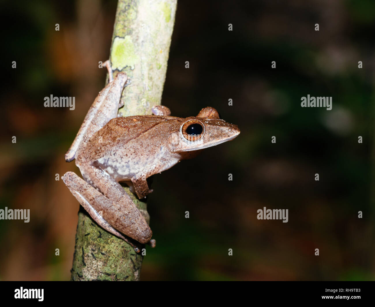 Collett’s Tree Frog (Polypedates colletti) in Bako national park ...