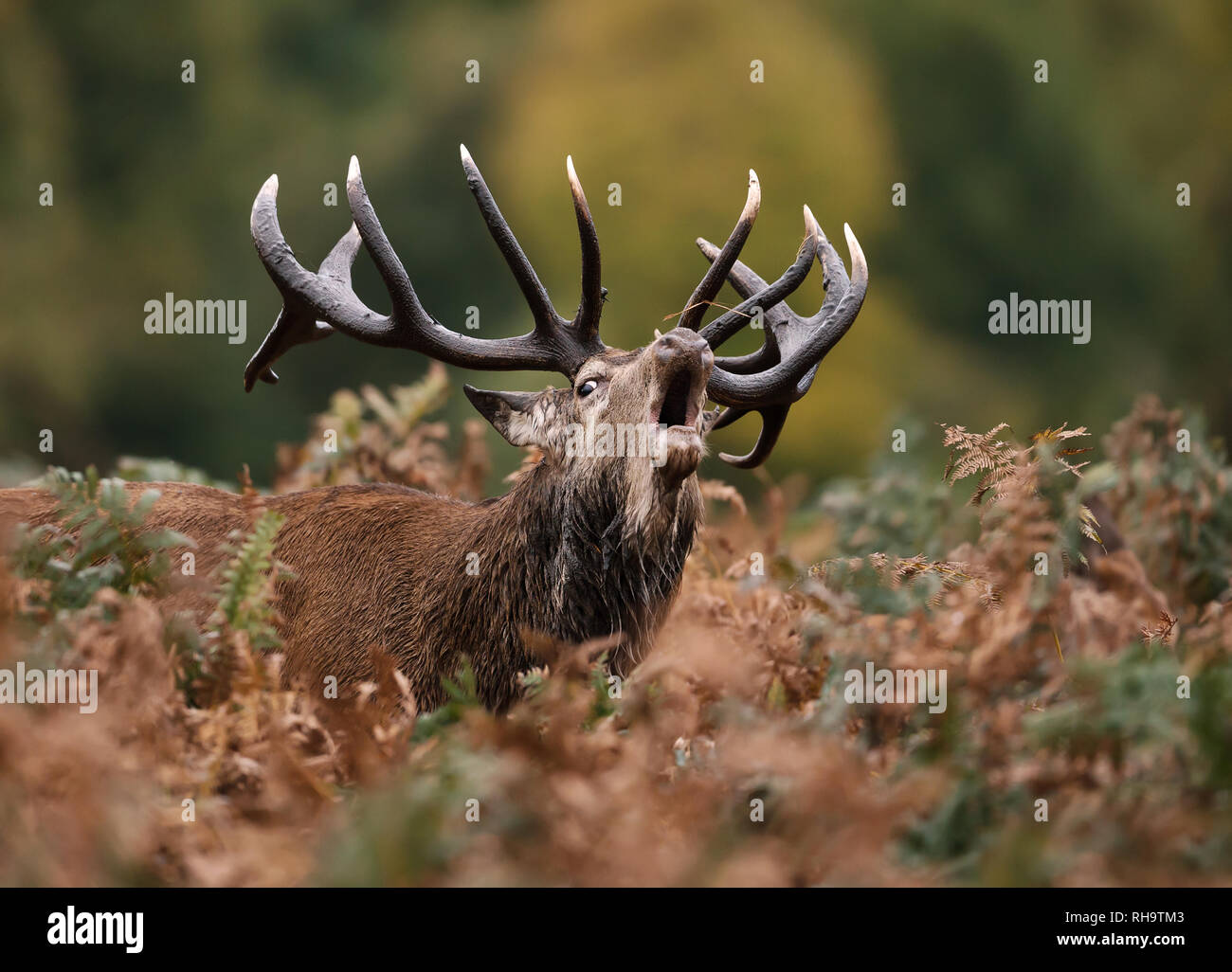Deer roaring hi-res stock photography and images - Alamy