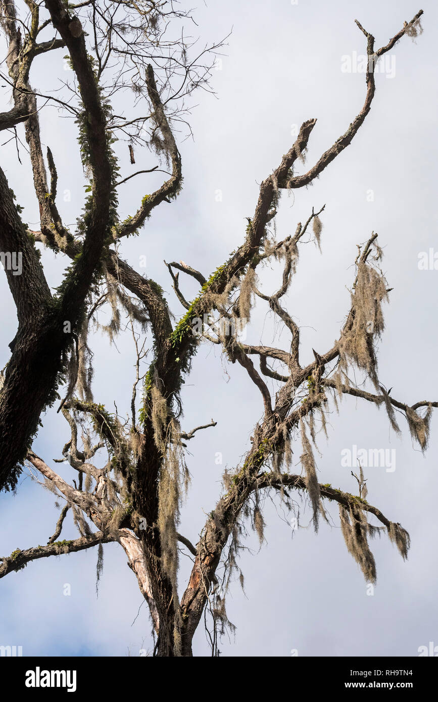 Old dead oak tree with moss and fern covered branches Stock Photo - Alamy