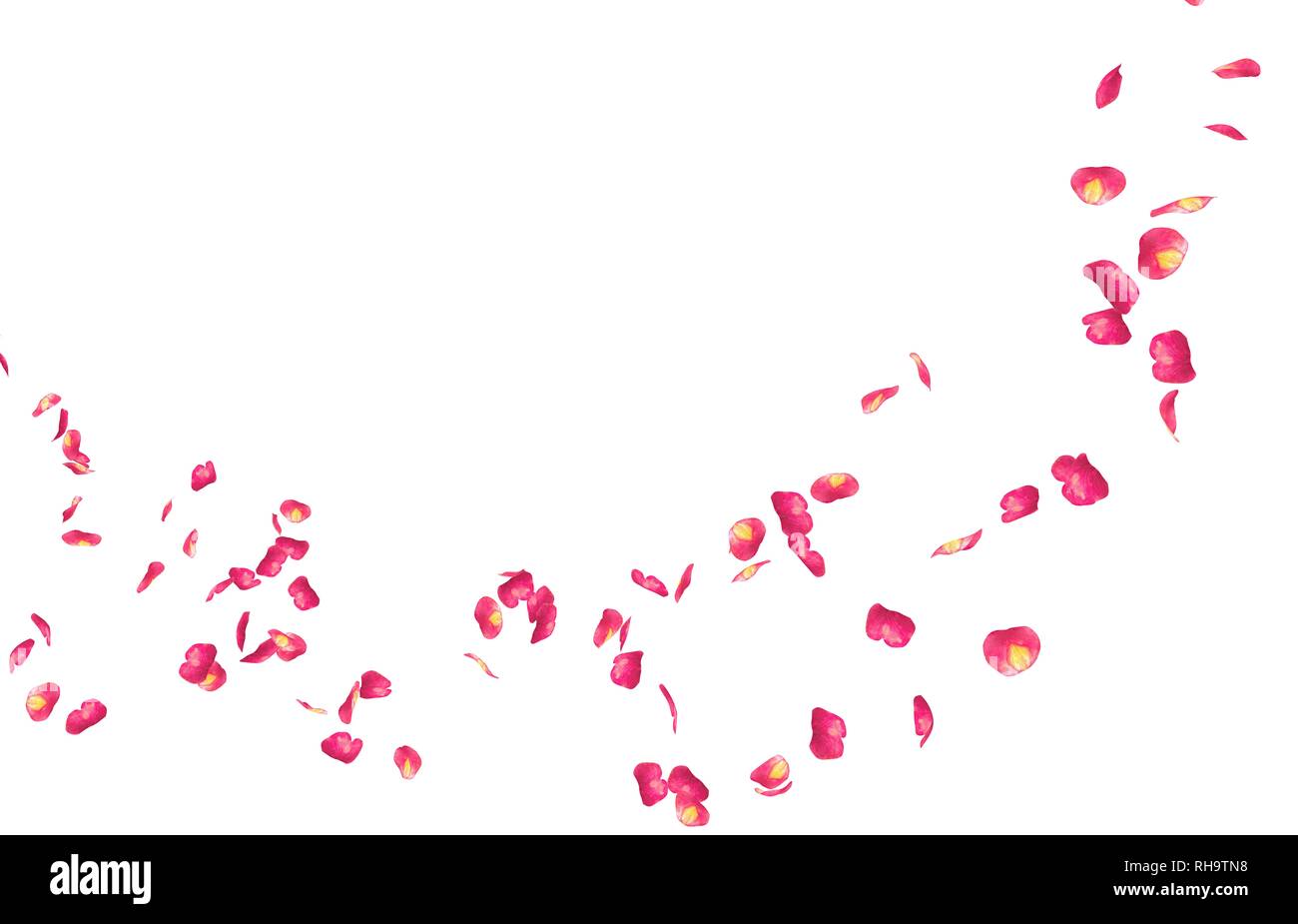 Red rose petals fly into the distance. Isolated white background Stock ...