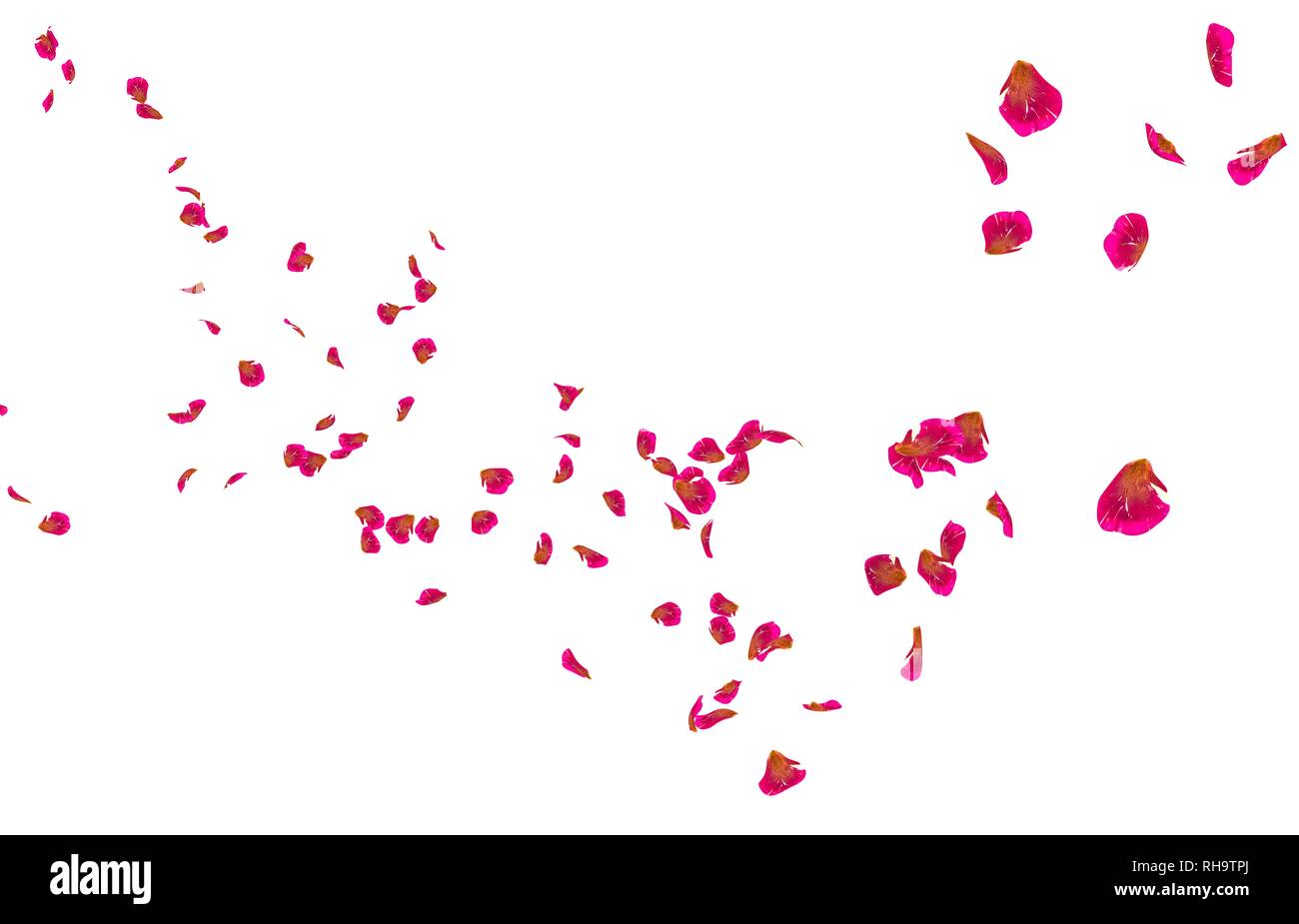 Red rose petals fly into the distance. Isolated white background Stock ...
