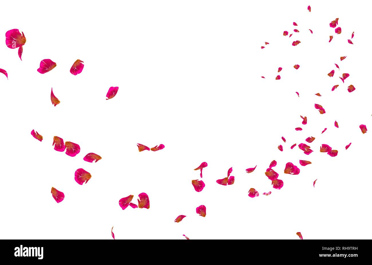 Red rose petals fly into the distance. Isolated white background Stock ...