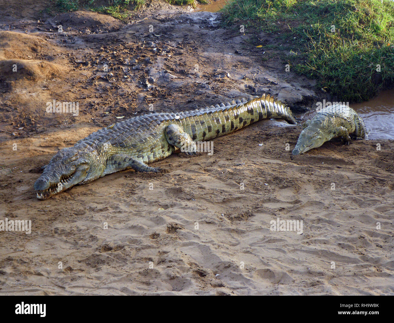 Pair of crocodiles hi-res stock photography and images - Alamy