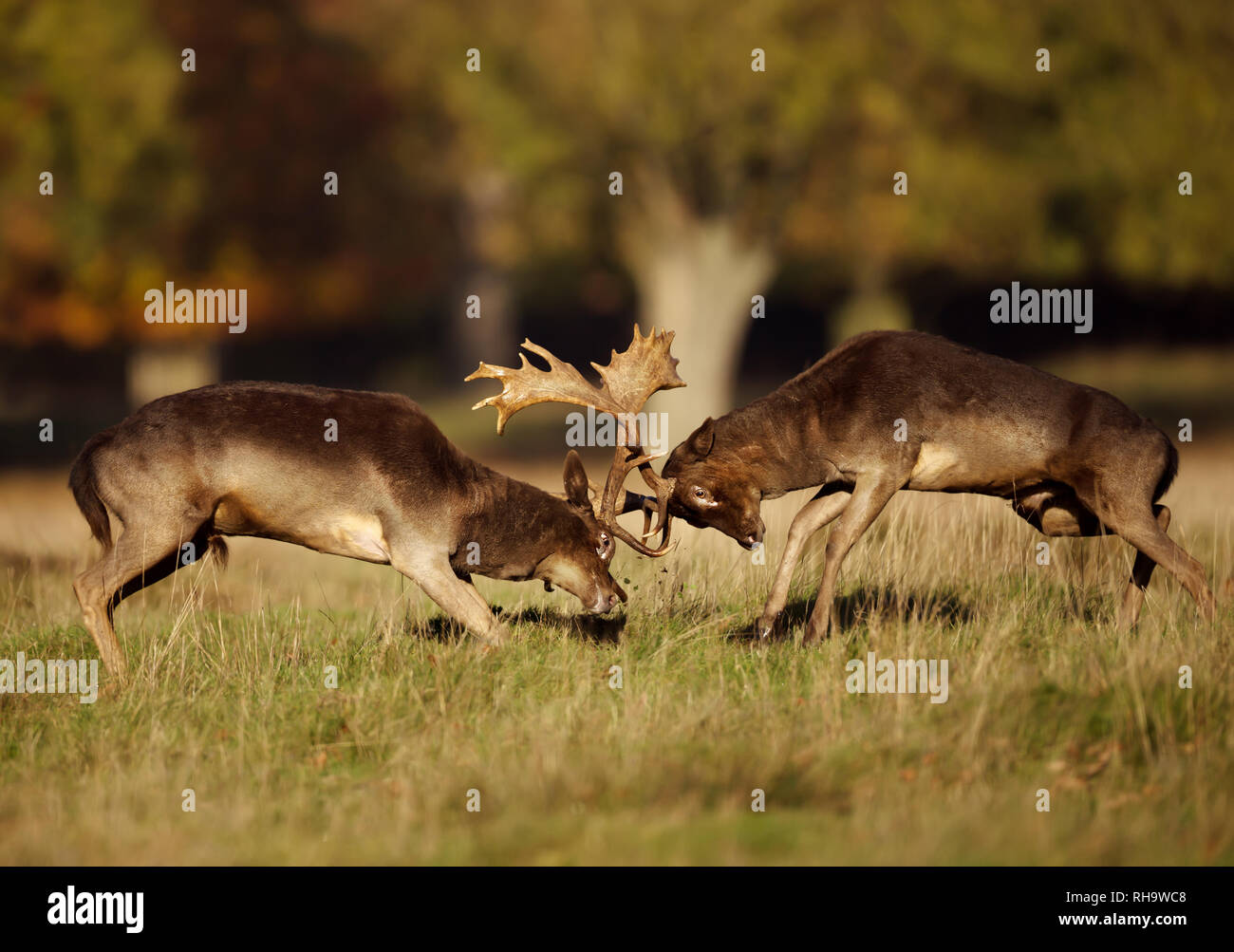 Fallow deer fight hi-res stock photography and images - Alamy