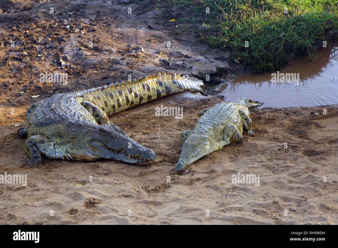 Pair of crocodiles hi-res stock photography and images - Alamy