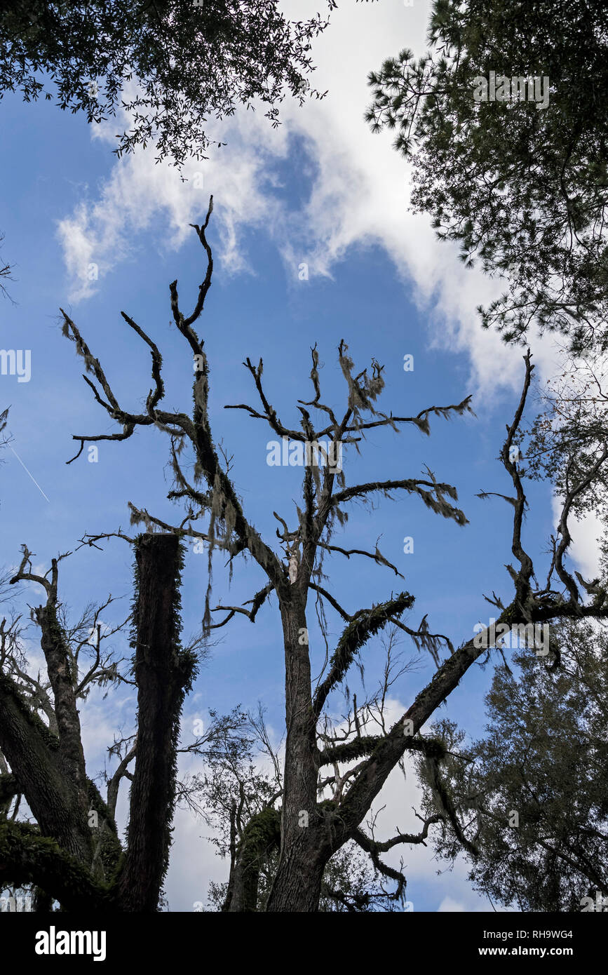 Old dead oak tree hi-res stock photography and images - Alamy