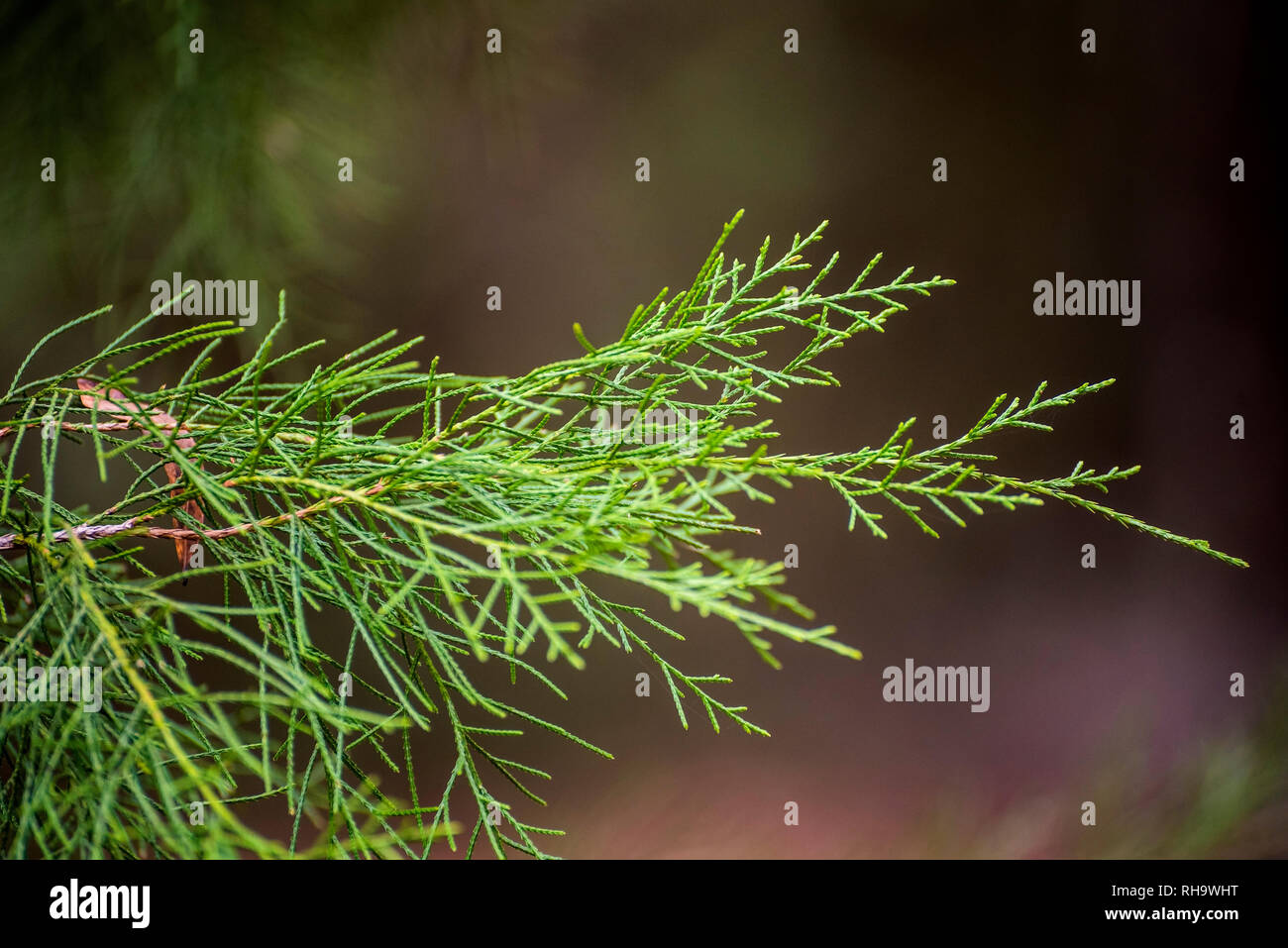 Red juniper juniperus virginiana hi-res stock photography and images ...