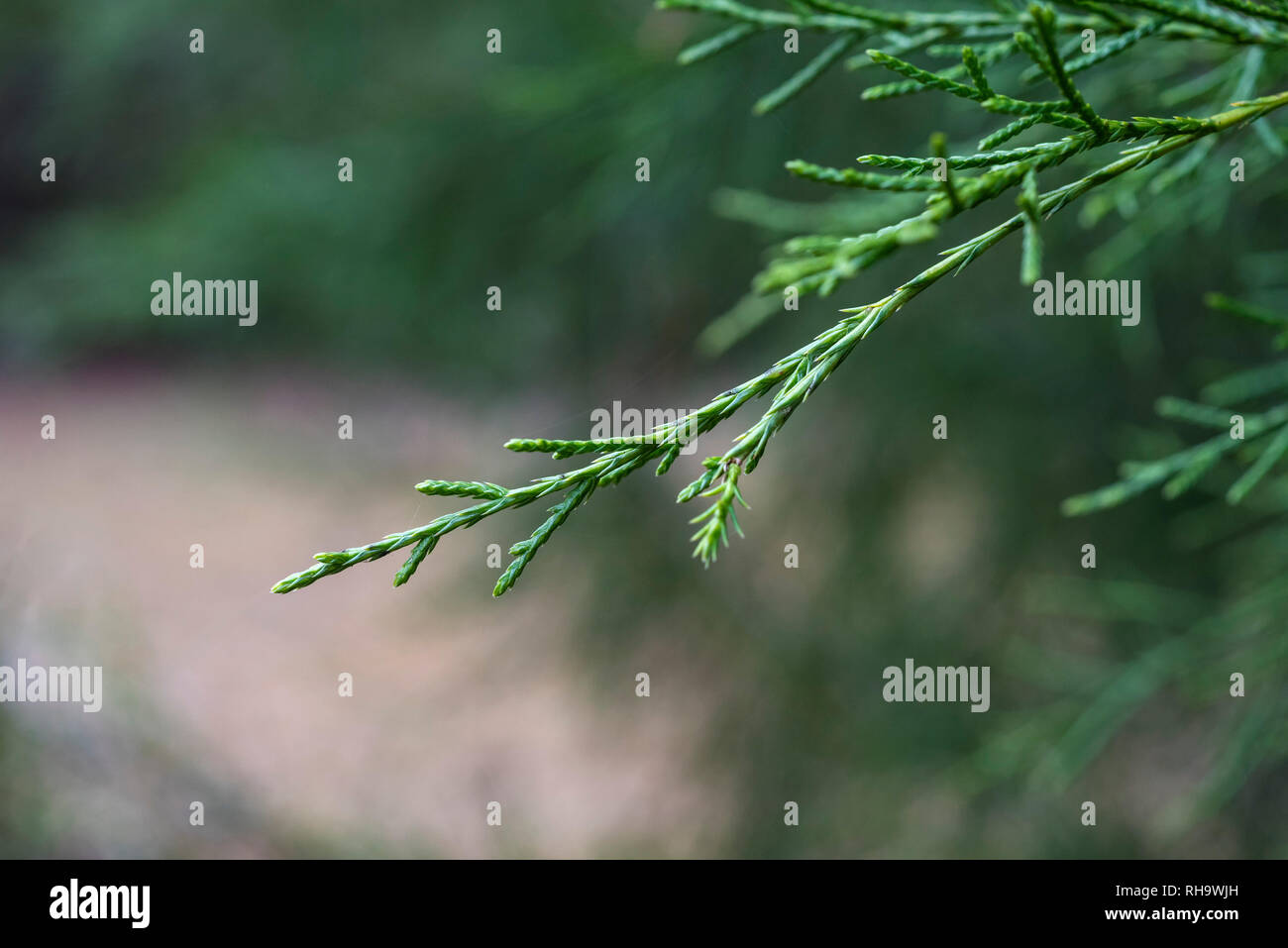 Red cedar tree hi-res stock photography and images - Alamy