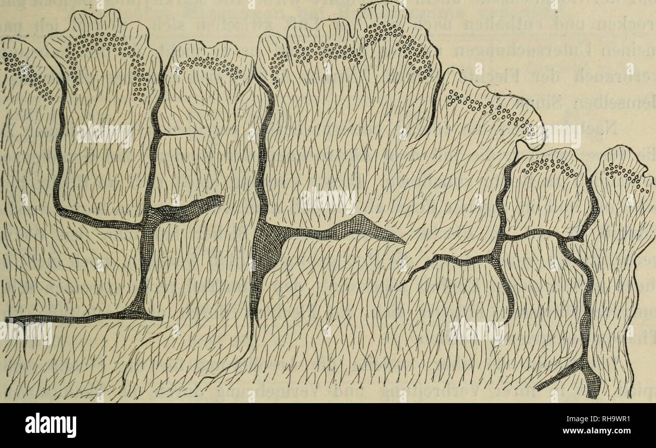 Die flechte hi-res stock photography and images - Alamy
