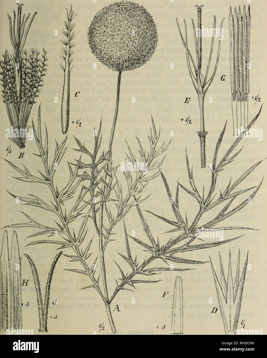 209 bus hi-res stock photography and images - Alamy