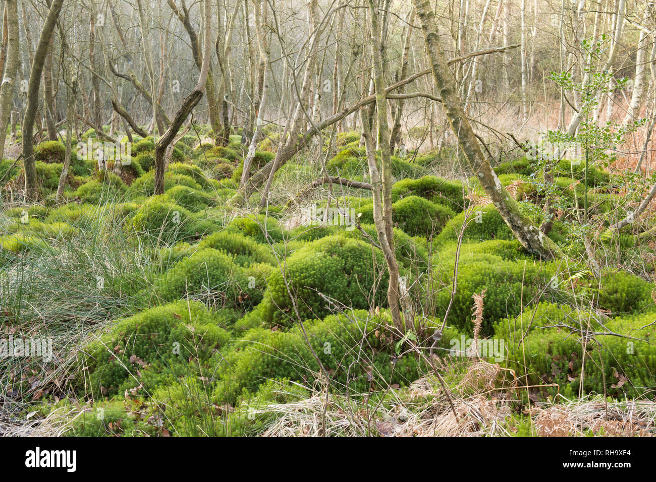 sphagnum moss, peat moss, bog moss, hummocks, mounds, swamp, bog ...