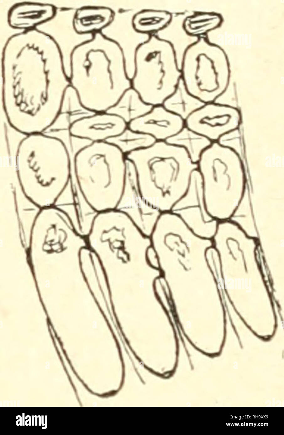 Rosa kruste hi-res stock photography and images - Alamy