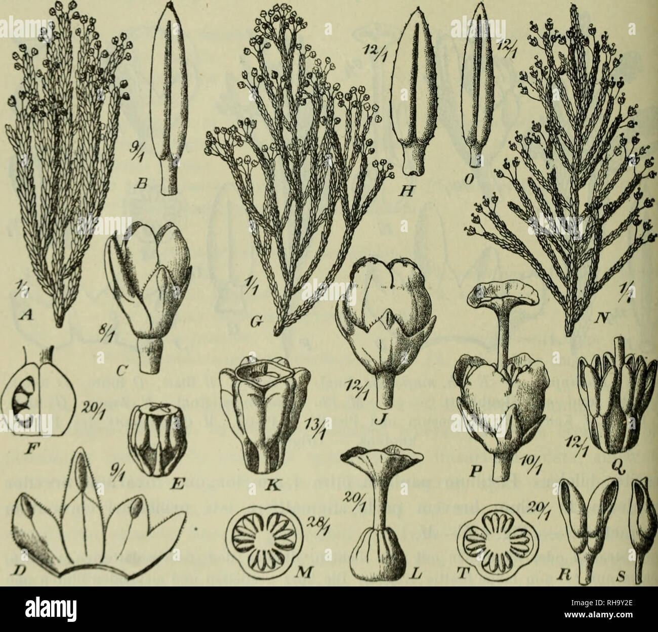 Knorri hi-res stock photography and images - Alamy