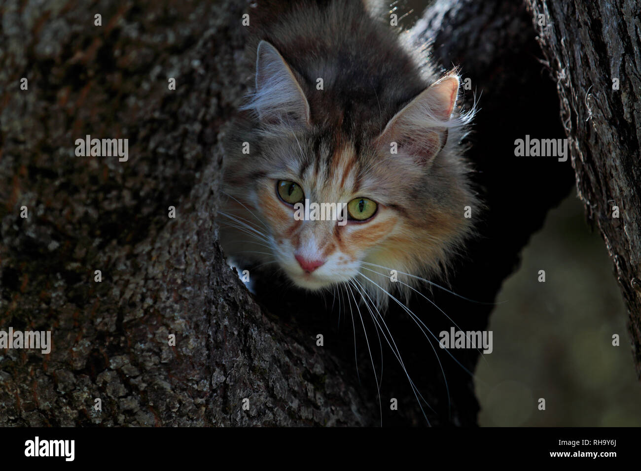 Beautiful Norwegian forest cat with alert expression high in a tree ...
