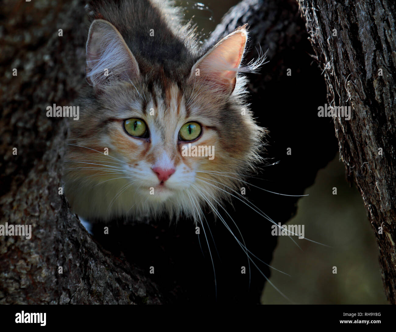 Beautiful Norwegian forest cat with alert expression high in a tree ...