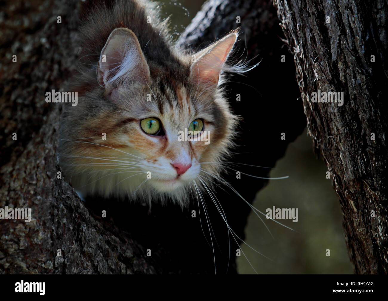 Beautiful Norwegian forest cat with alert expression high in a tree ...