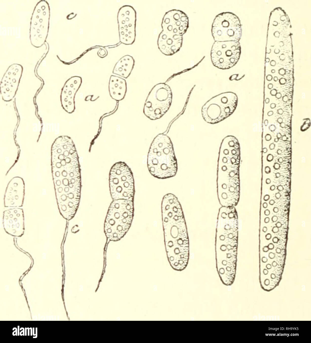 Merismopedia Labeled
