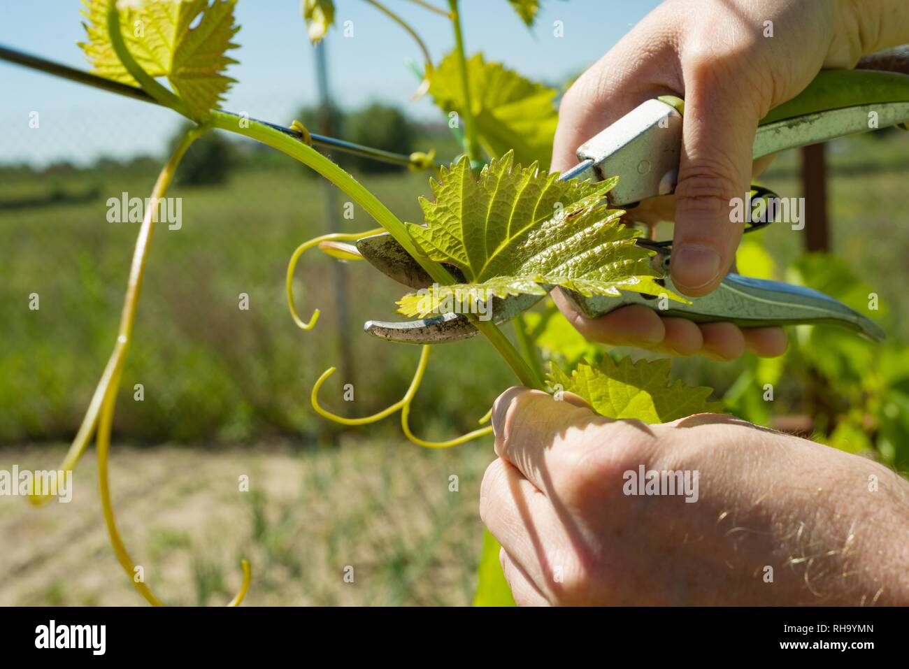 Spring garden, care, pruning. Male hands with pruner trimming grapevine ...