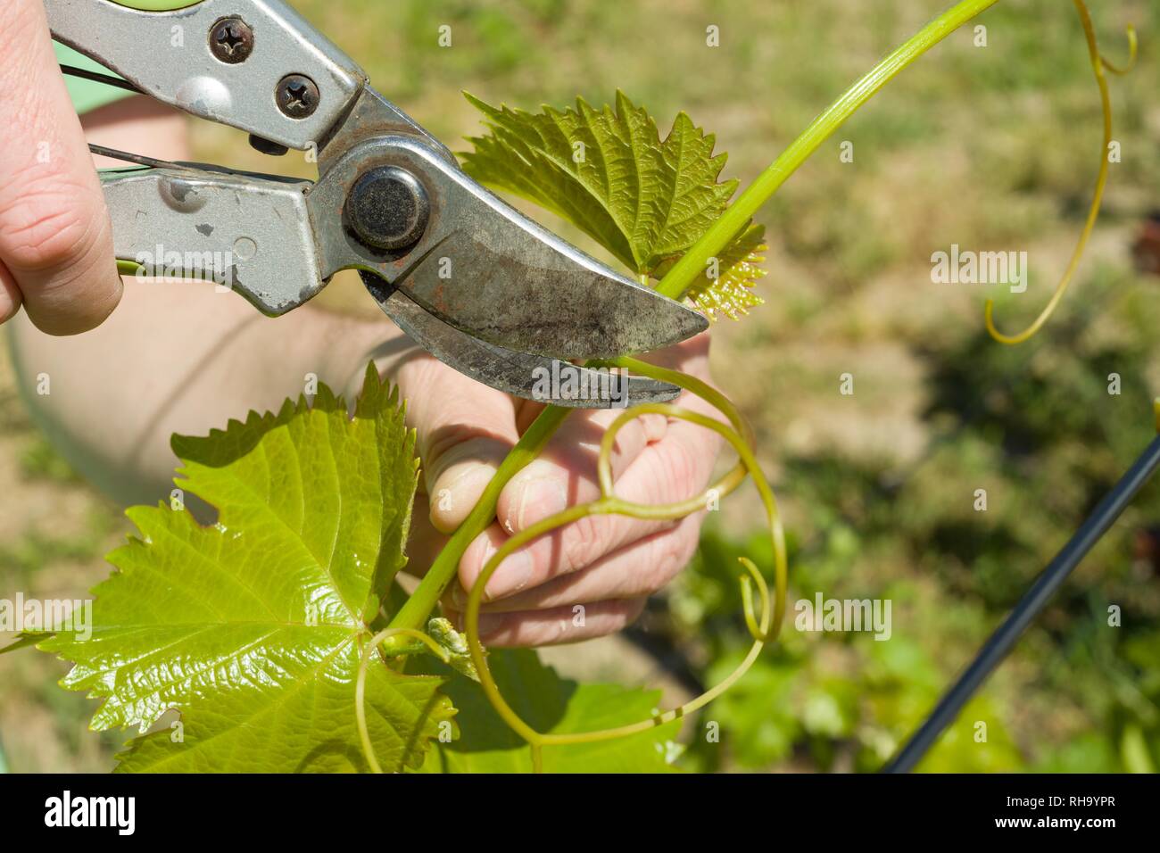 Spring garden, care, pruning. Male hands with pruner trimming grapevine ...