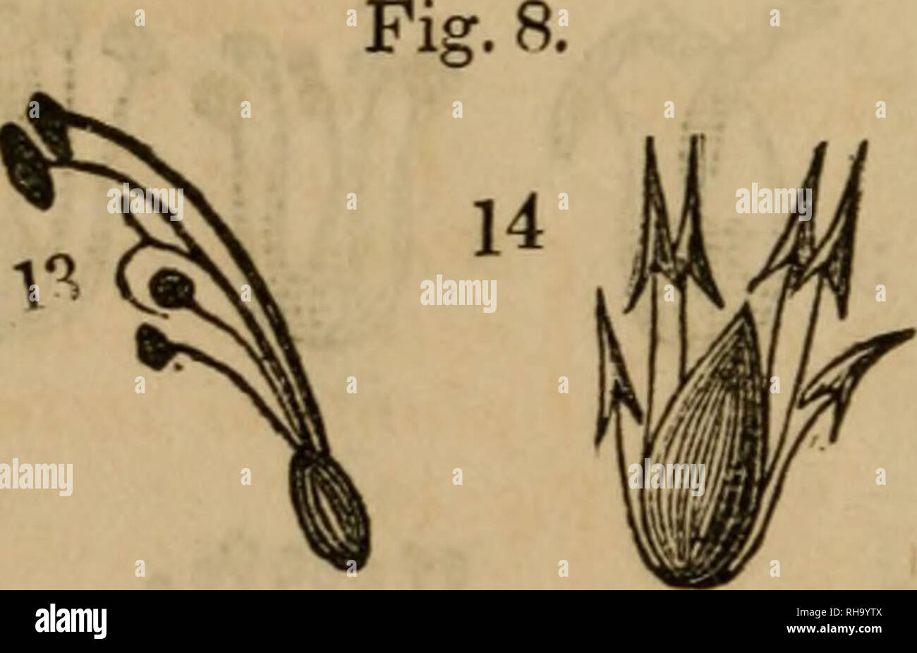 . Botany for beginners: an introduction to Mrs. Lincoln's Lectures on ...