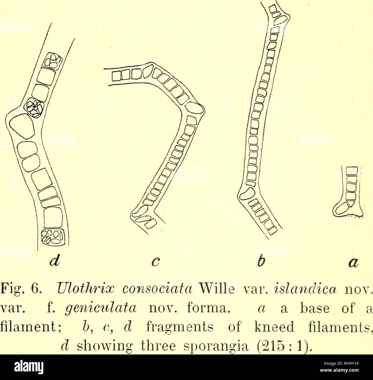 Lobed Nucleus High Resolution Stock Photography and Images - Alamy