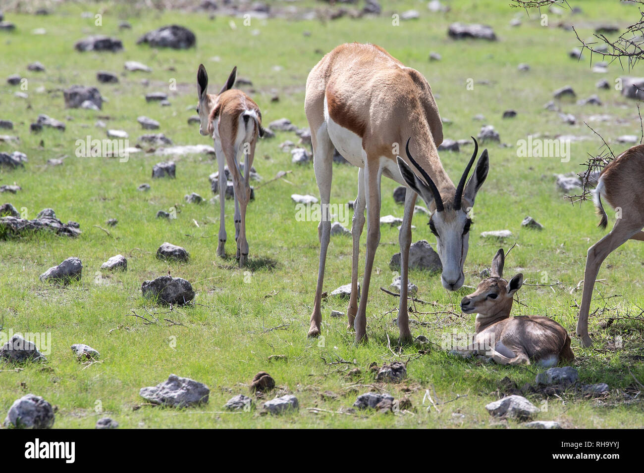 Springbok - Antidorcas marsupialis - mother sniffing baby in Etosha ...