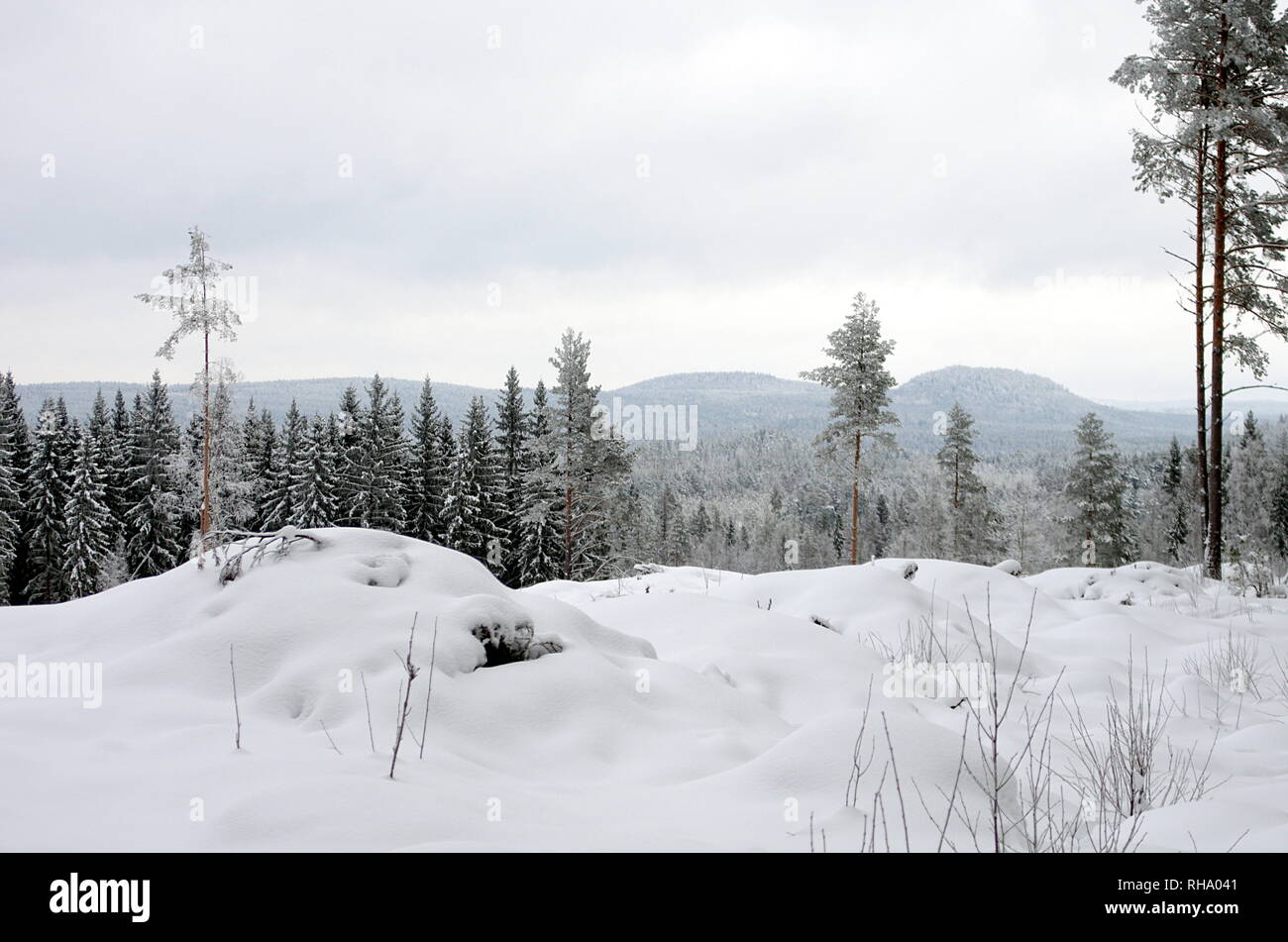 Beautiful winter scene on a cold day in the forests of Sweden Stock ...