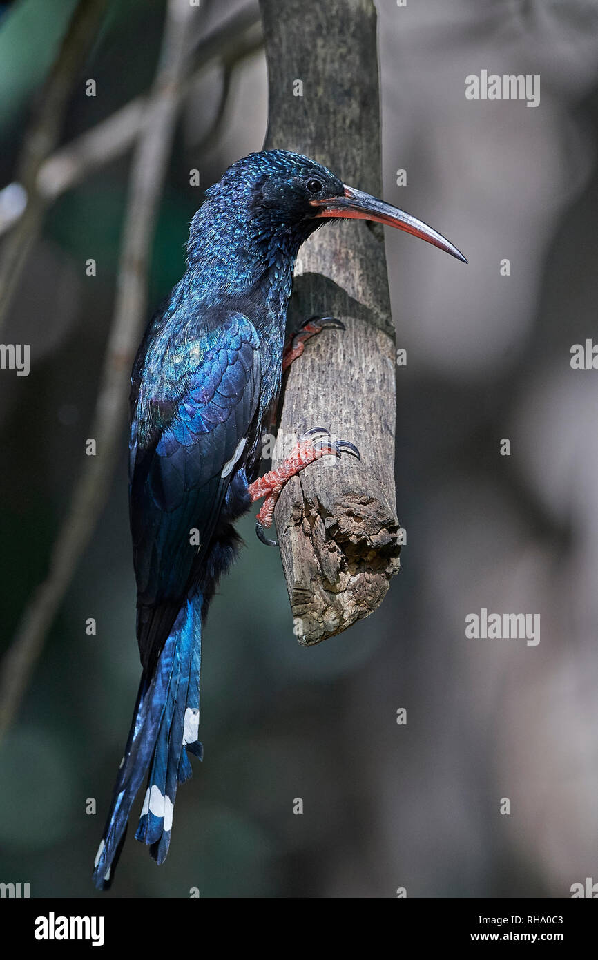 Green wood hoopoe hi-res stock photography and images - Alamy