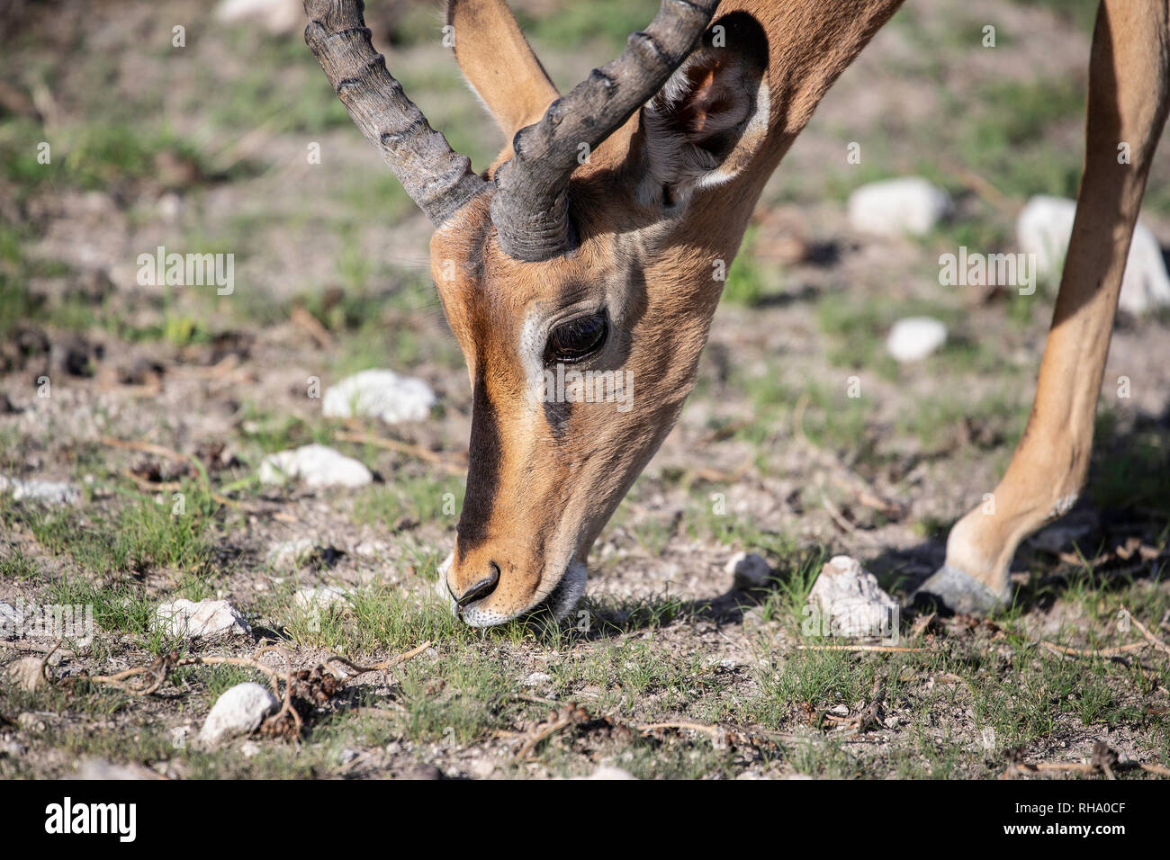 Impala antelope head hi-res stock photography and images - Alamy