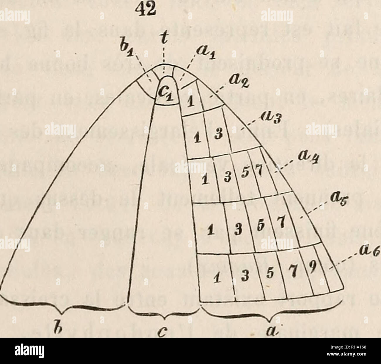 Feuille pendante hi-res stock photography and images - Alamy