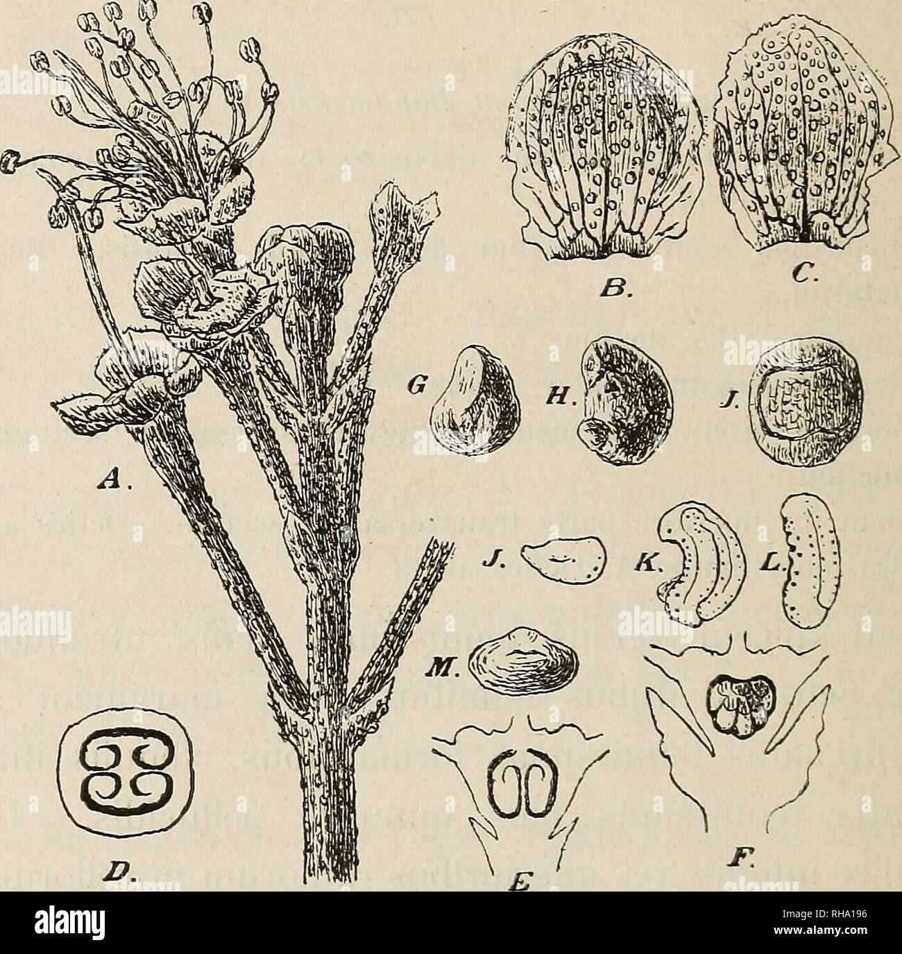 Verrucosis hi-res stock photography and images - Alamy