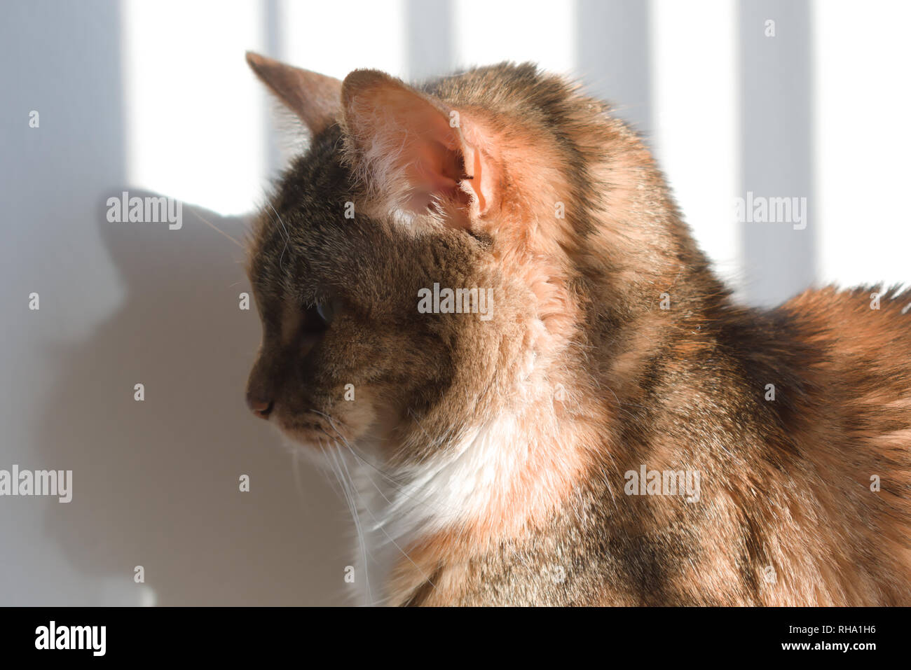 Cat full body hi-res stock photography and images - Alamy