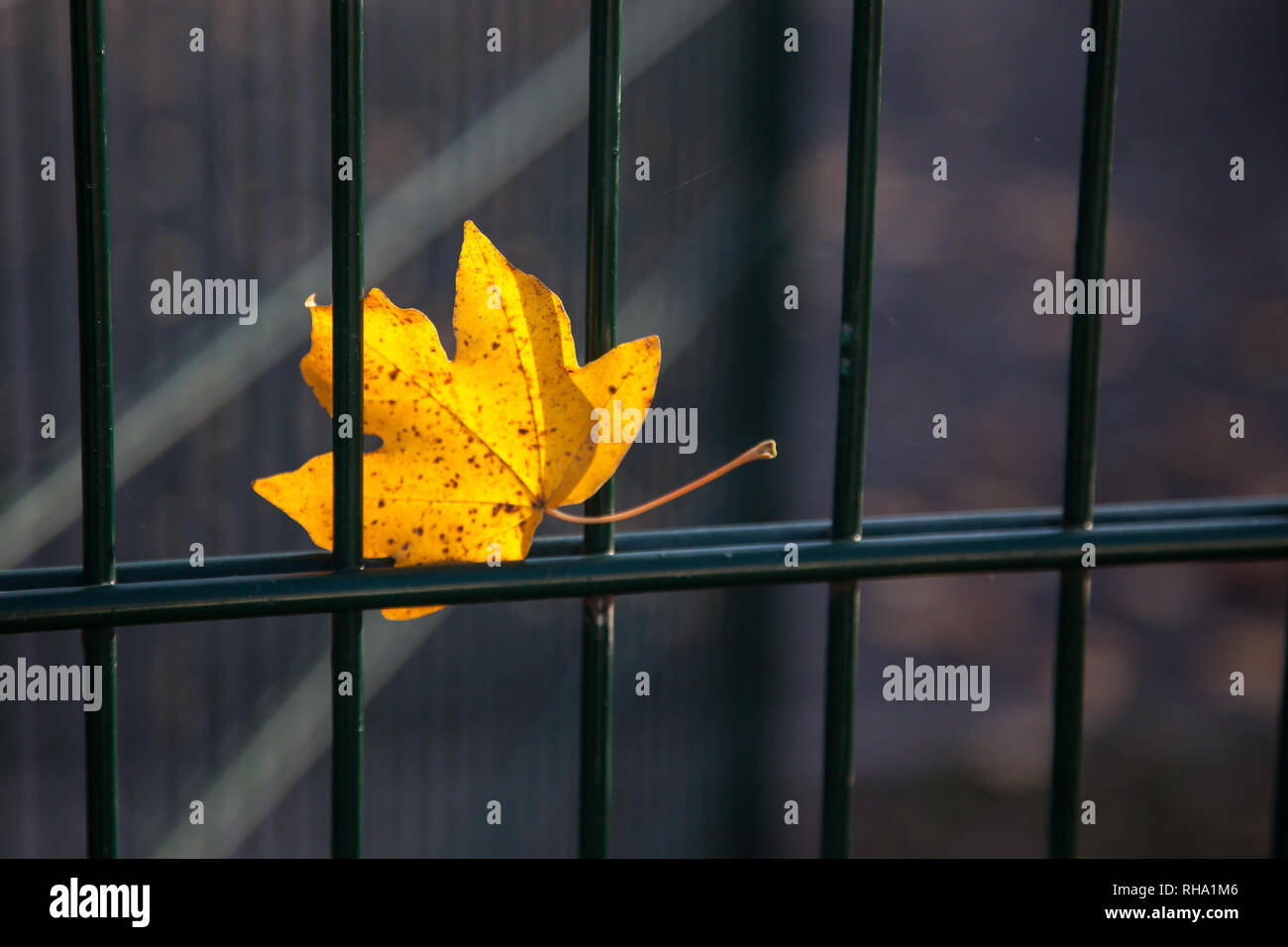 yellow maple leaf entangled in a metal grid Stock Photo - Alamy