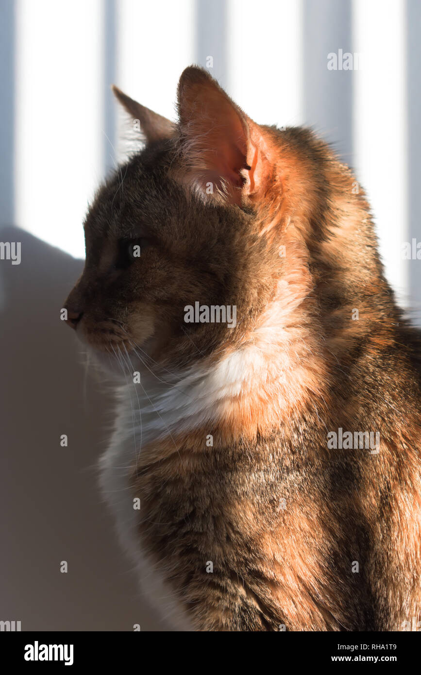 Cat full body hi-res stock photography and images - Alamy
